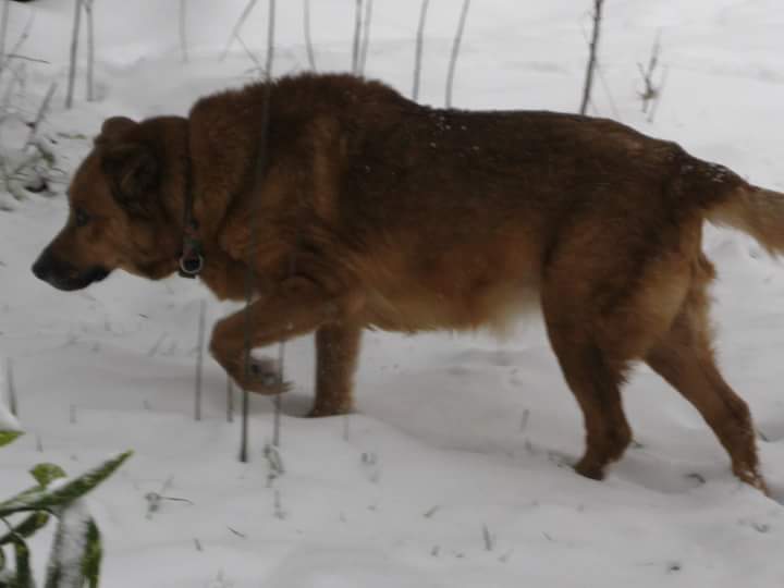 Cerbie On My Trail | MY ENDURING BONES