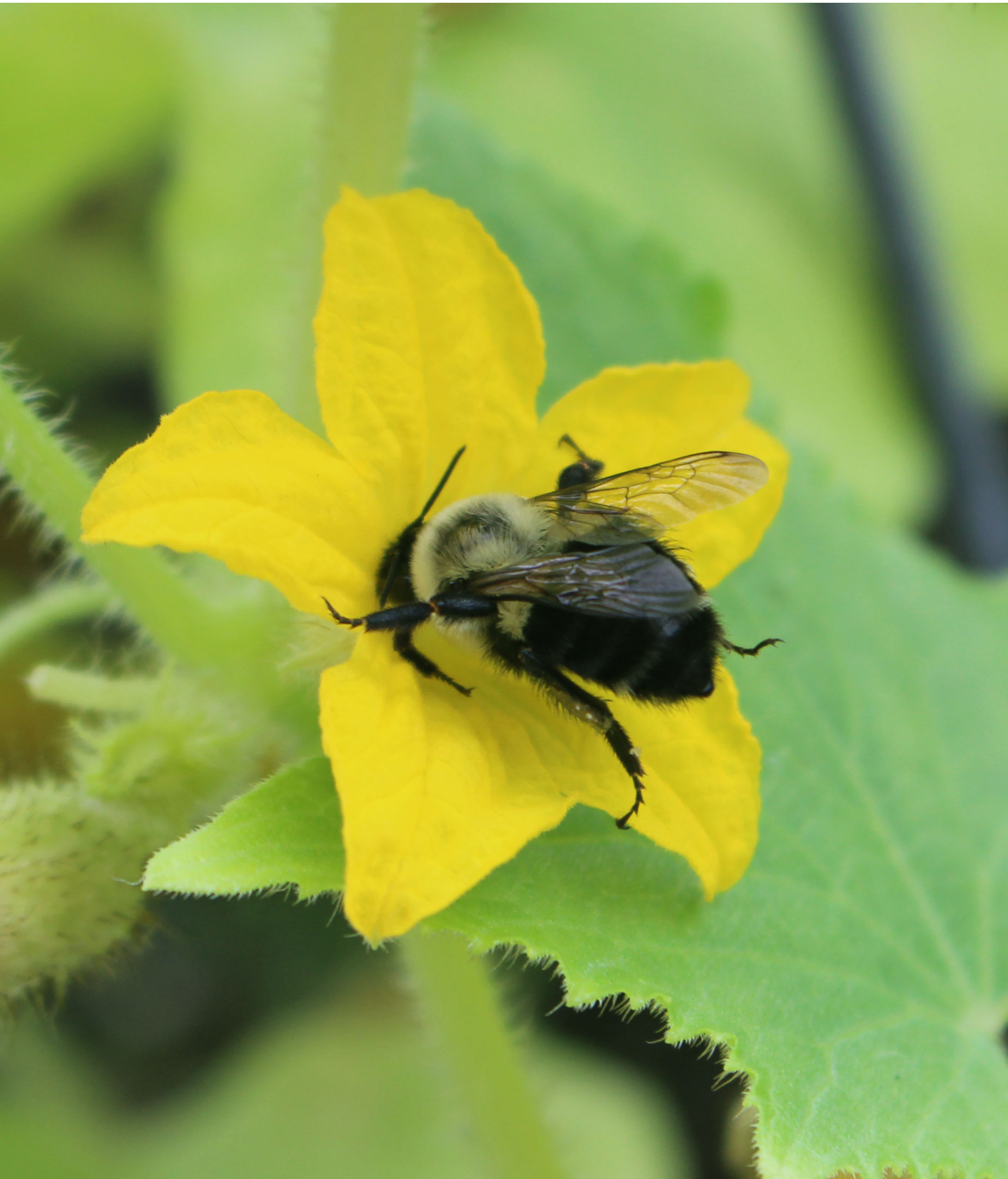 Bees and Honeybees Are Important to the Environment - Anna's Musings