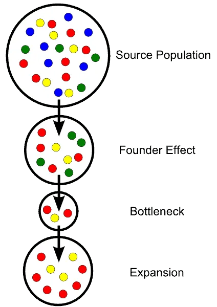 Founder Effect Biology