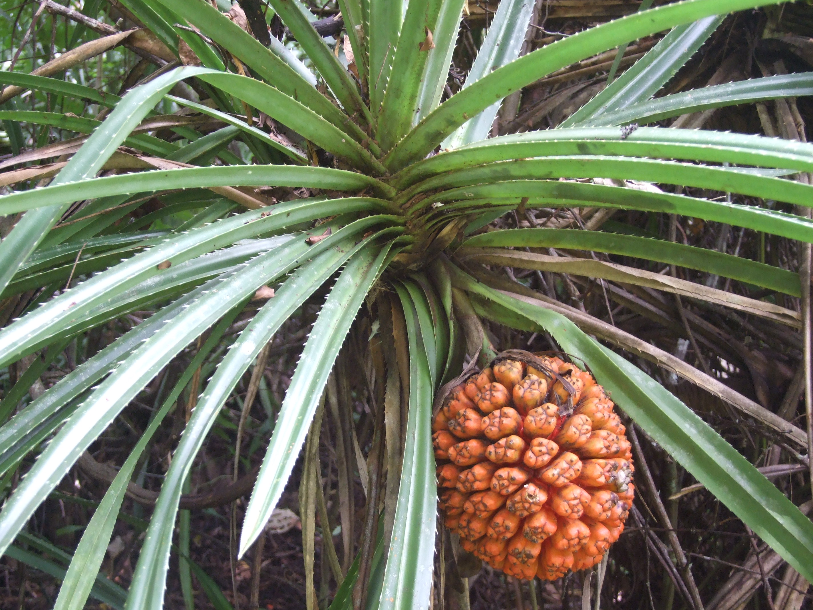 Pandanus spp., spiny, edible | anthropogen