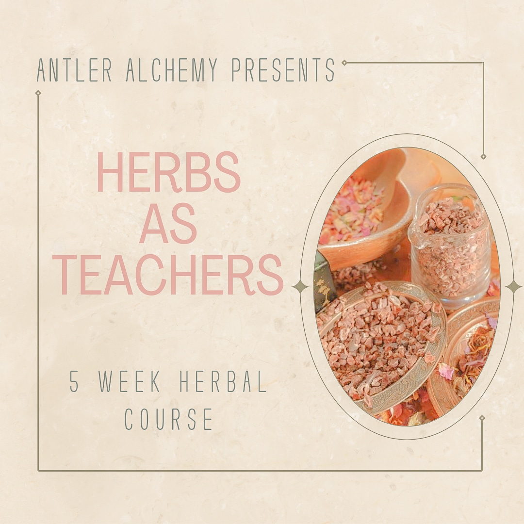 Herbs As Teachers | Antler Alchemy
