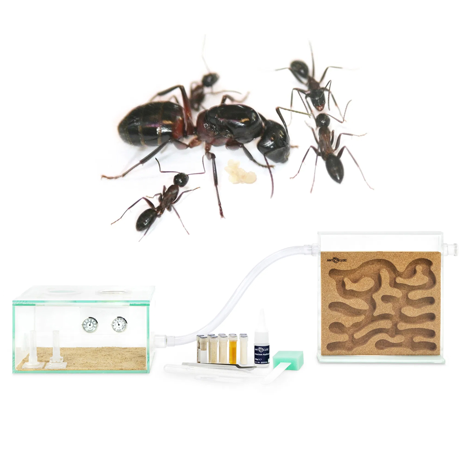 Ant + Habitat Bundles – Ants UK