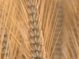 Wheat 3d Model Flippednormals