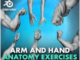 Arm And Hand Anatomy Exercises Flippednormals