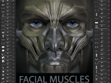 Facial Muscles Flippednormals