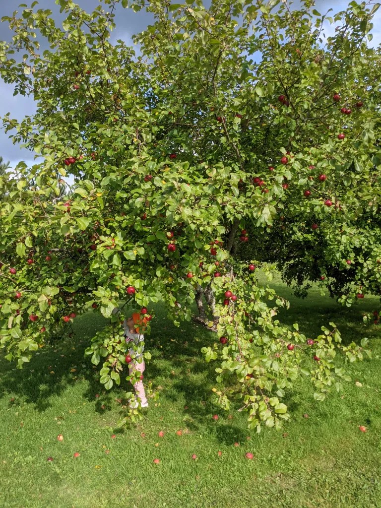 Project 365 2021-2022 – Apollo Lemmon