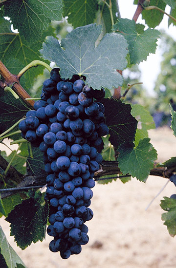 Syrah – Aprende a catar vino
