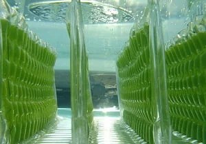 Las microalgas son una oportunidad para el desarrollo de la bioeconomía ...