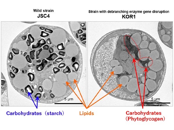 Microalgae biofuels: Changing carbohydrates into lipids - AquaHoy