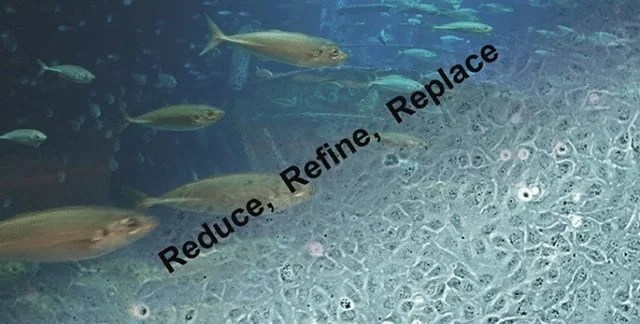 Successfully reducing animal testing: The 3Rs principle in fish research