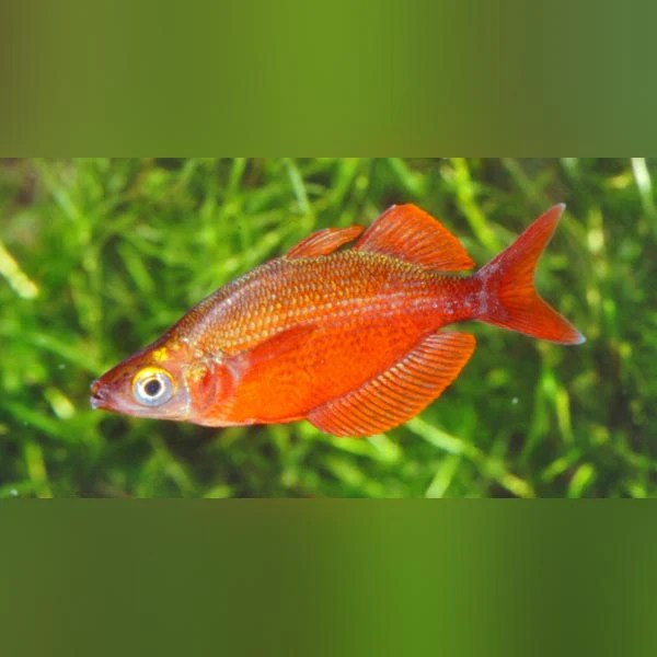 Red Rainbowfish For Sale Aquariumfish