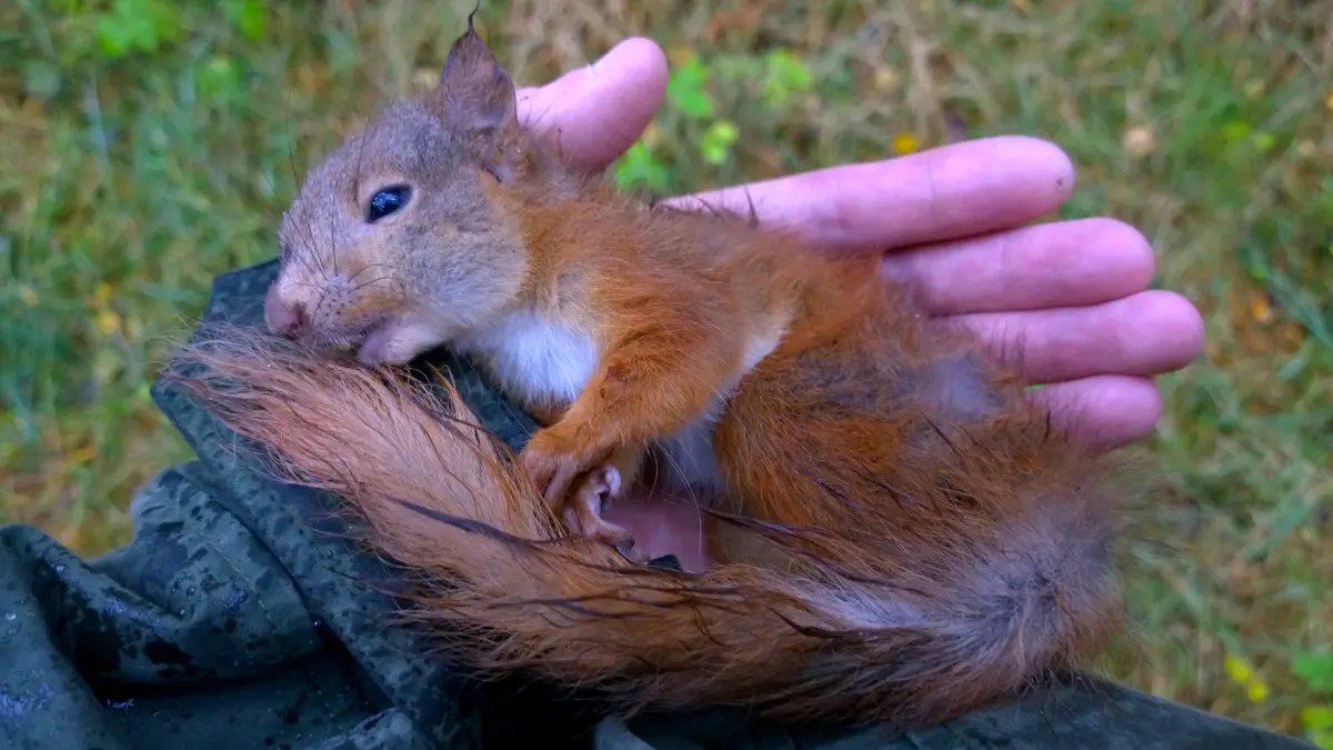 Red squirrel mortality | Arc guiding