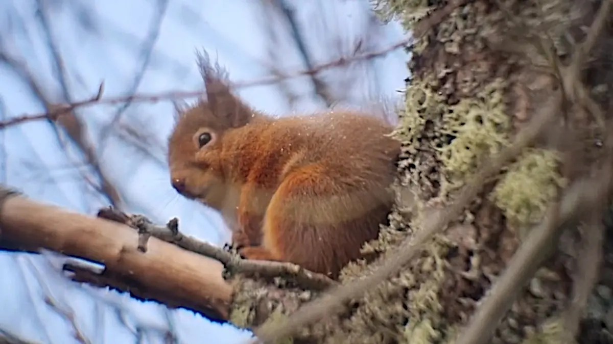 Red squirrel | Arc guiding