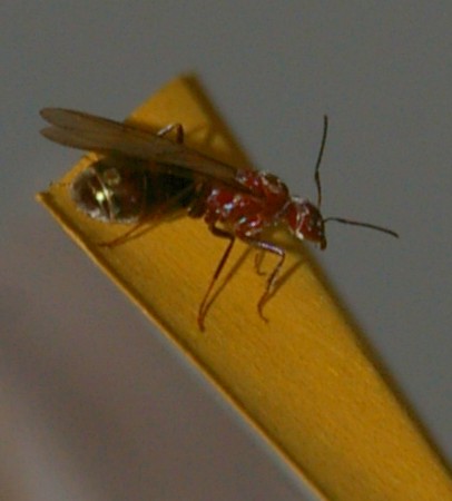 Bug Week 3 | Ærchies Archive - Digital Detritus