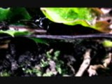 Beetle In Slow Motion Cc By Natureclip Natureclip Free Download