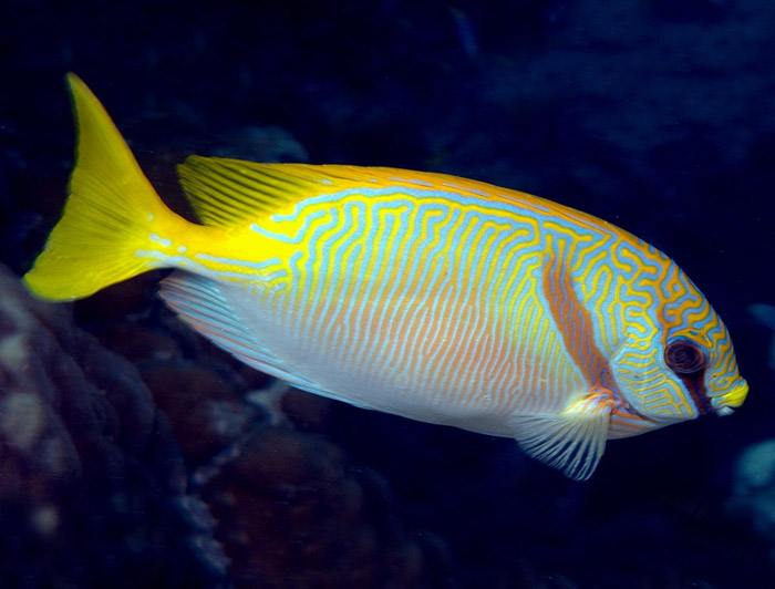 Barred Rabbitfish - Best Abstract Patterns in Ultra HD