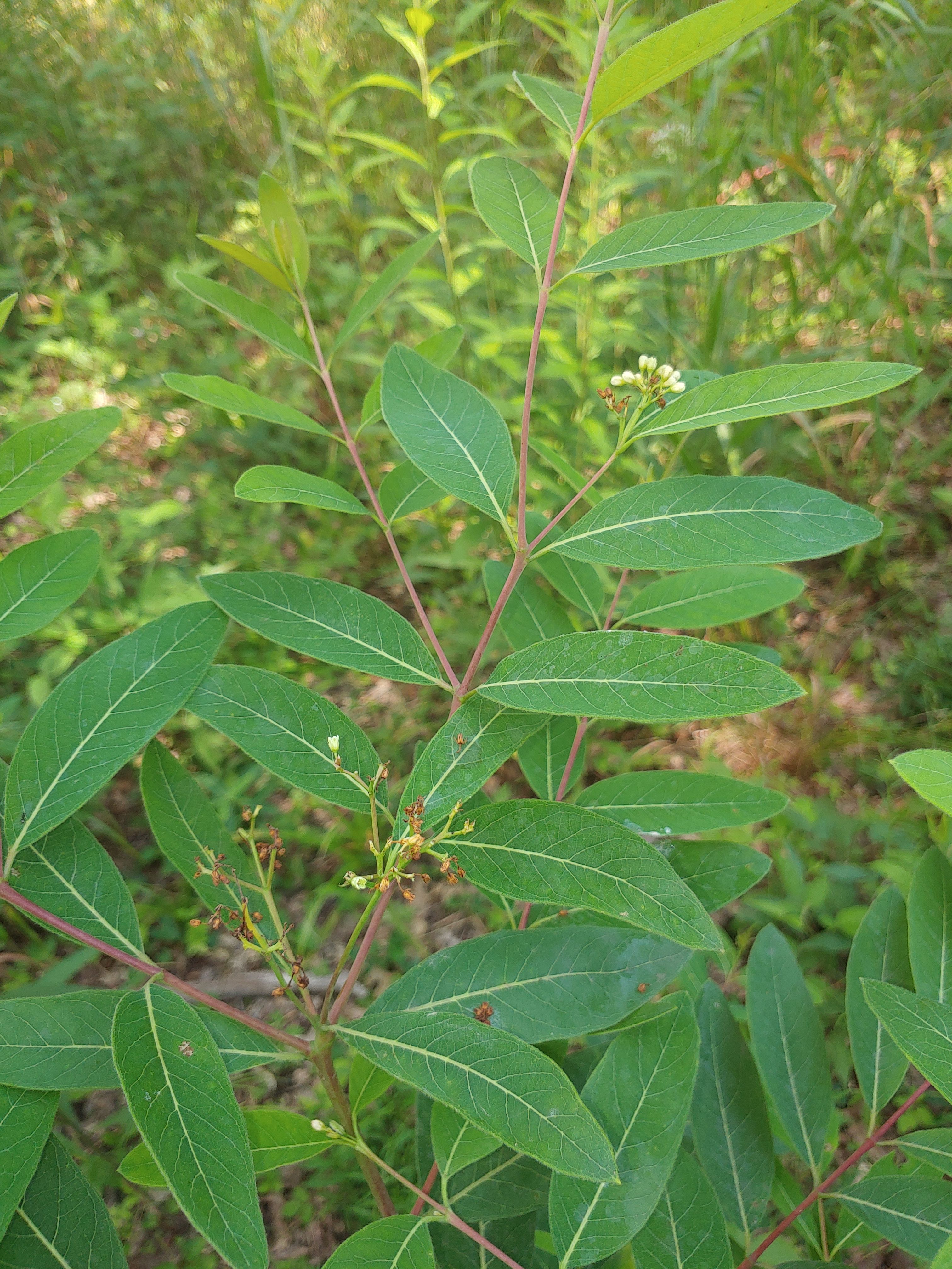 Battling Invasives at Glencarlyn Park – Arlington Regional Master ...