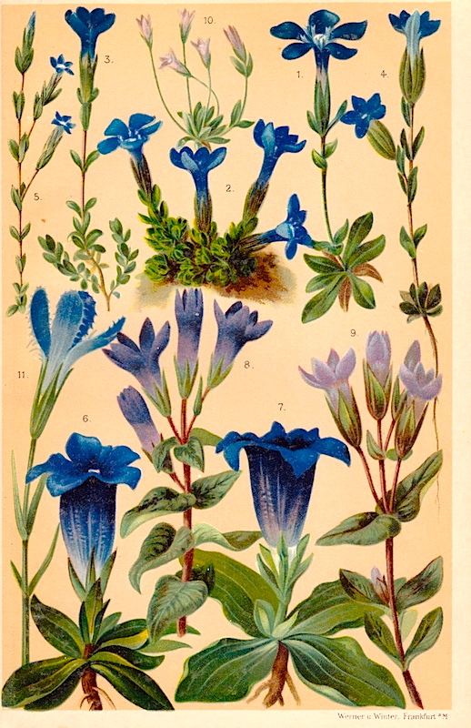 Flora | Arnold Zwicky's Blog