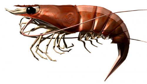 Rock shrimp | Arnold Zwicky's Blog