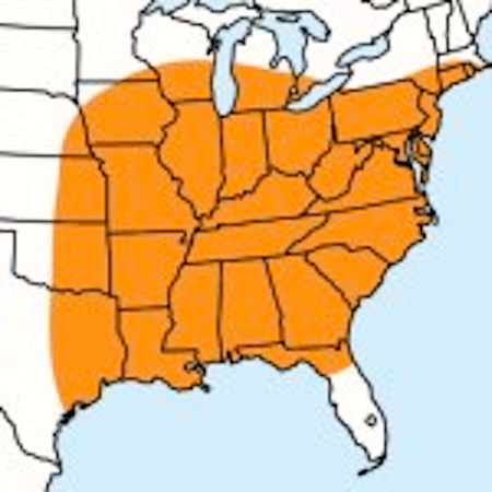 Stick insects and tree crickets | Arnold Zwicky's Blog