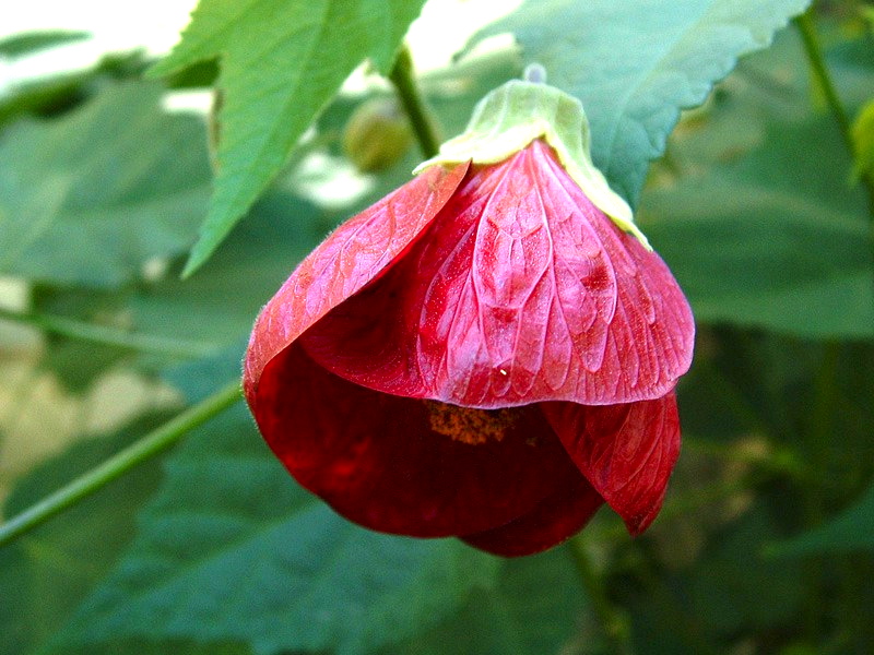 Abutilon and its relatives | Arnold Zwicky's Blog