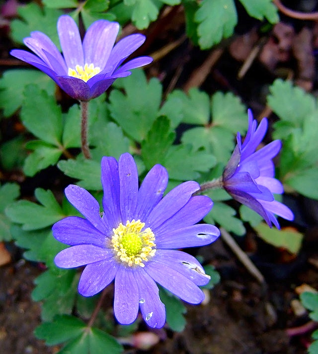 anemone | Arnold Zwicky's Blog
