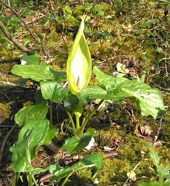 Genital plants | Arnold Zwicky's Blog