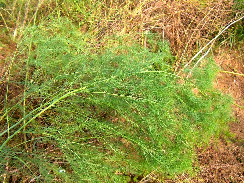 Triple-play pun | Arnold Zwicky's Blog