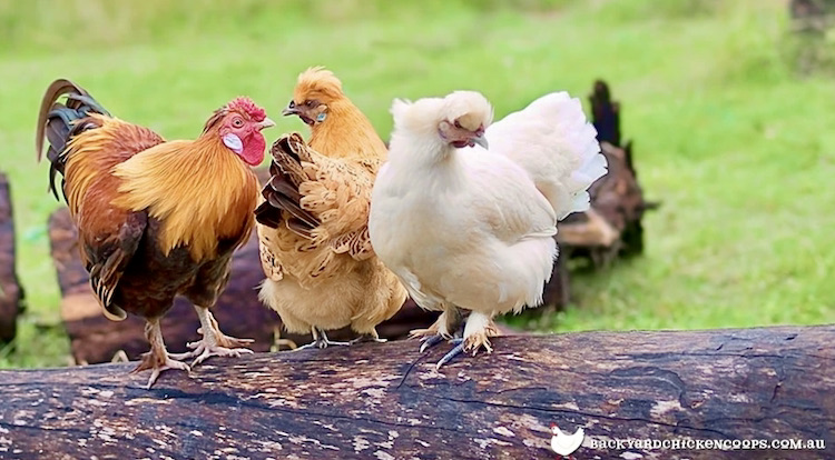 From the legends of Brino and Bantam | Arnold Zwicky's Blog