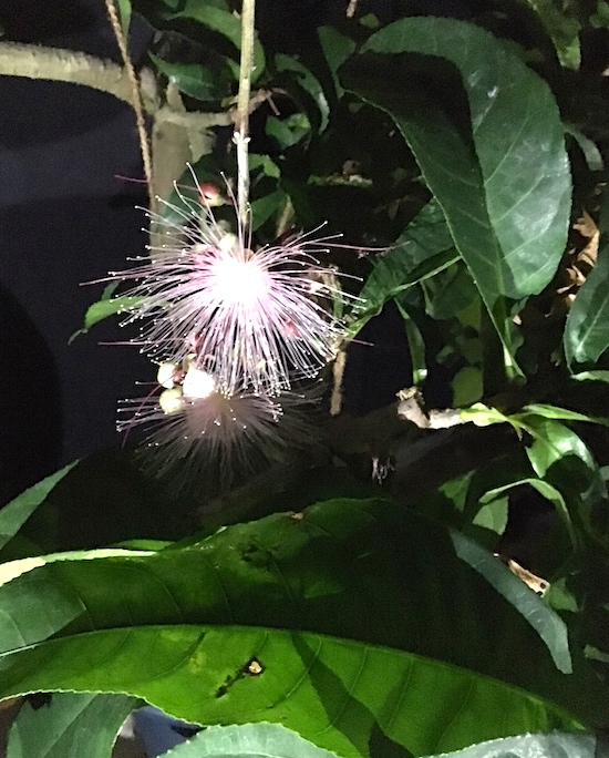 Two flowering trees in Kyoto | Arnold Zwicky's Blog