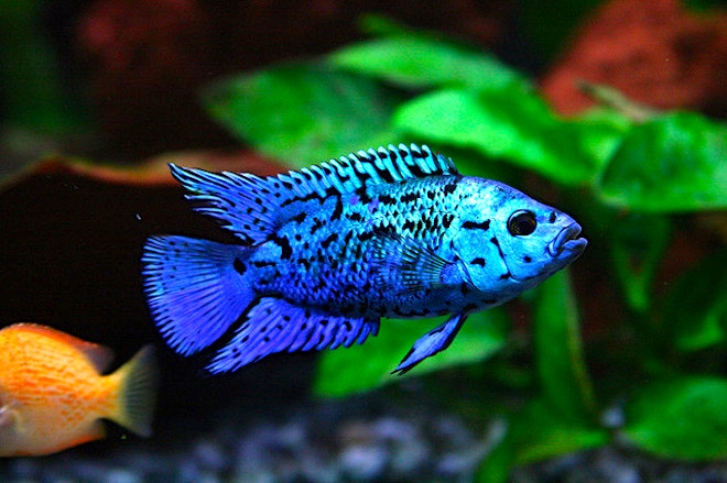 blue jack | Arnold Zwicky's Blog