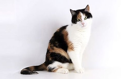 Metalico Cat | Arnold Zwicky's Blog