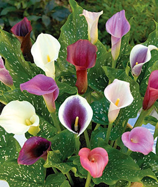 Calla, calla, calla, California | Arnold Zwicky's Blog