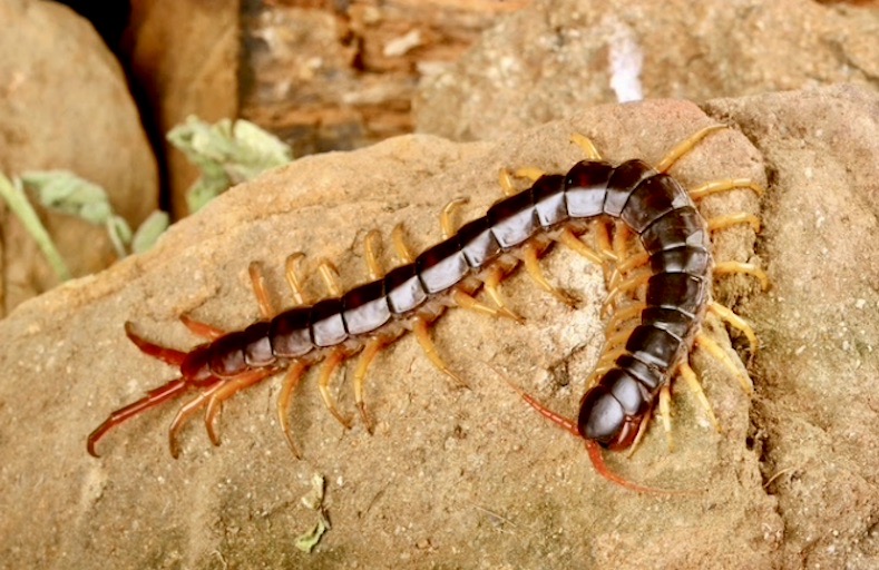 Barthropods seeking silverfish | Arnold Zwicky's Blog