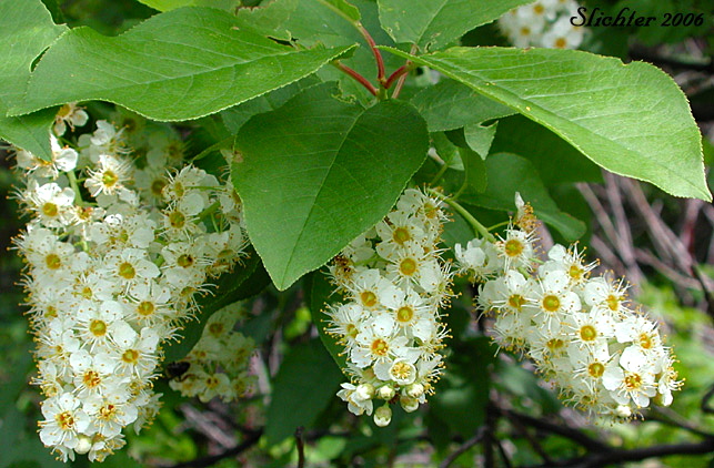 Chokecherries and Ulmer | Arnold Zwicky's Blog