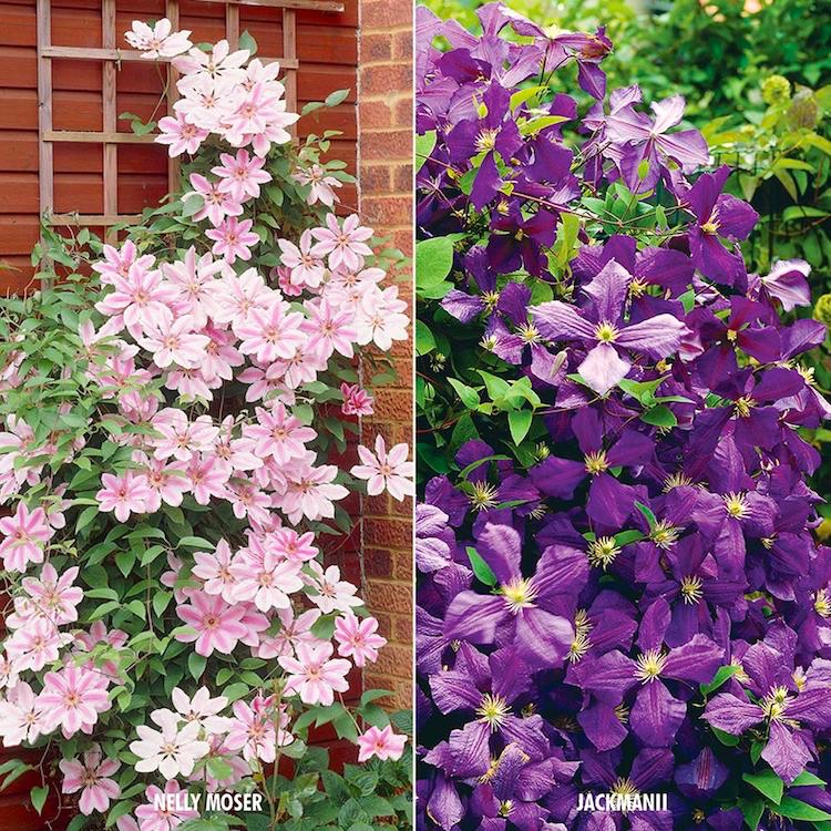 My darling clematis | Arnold Zwicky's Blog