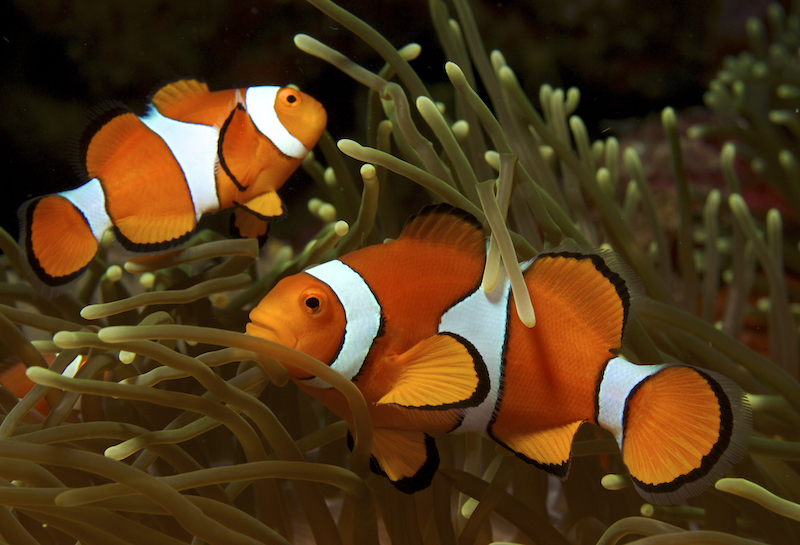The bag of clownfish | Arnold Zwicky's Blog
