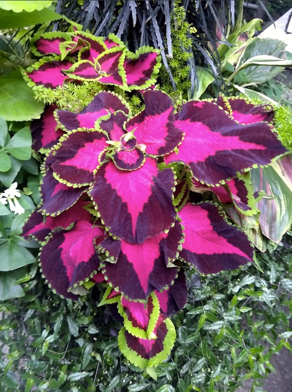 Follow-up: magenta greens | Arnold Zwicky's Blog