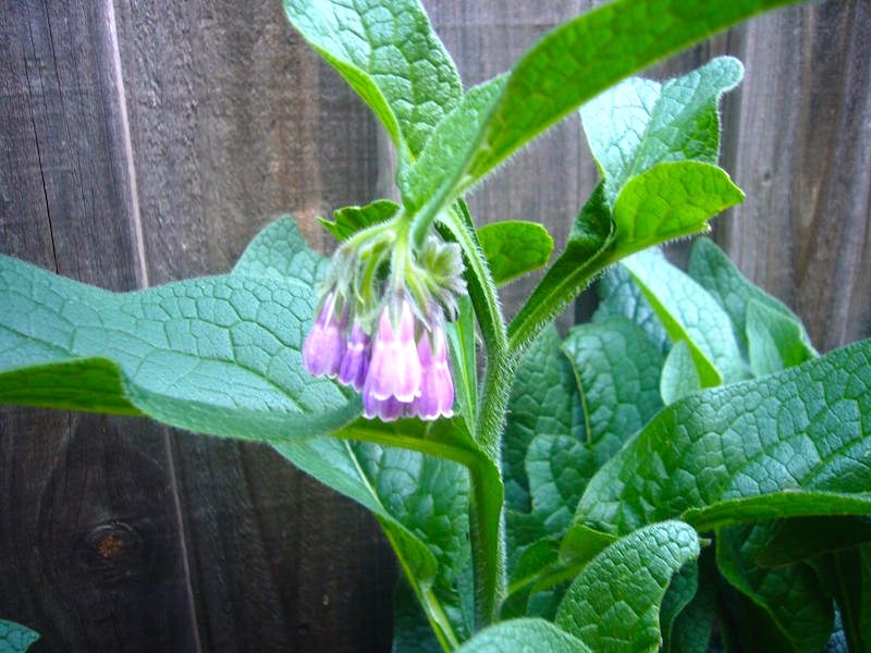 Morning names: Confrey, comfrey | Arnold Zwicky's Blog