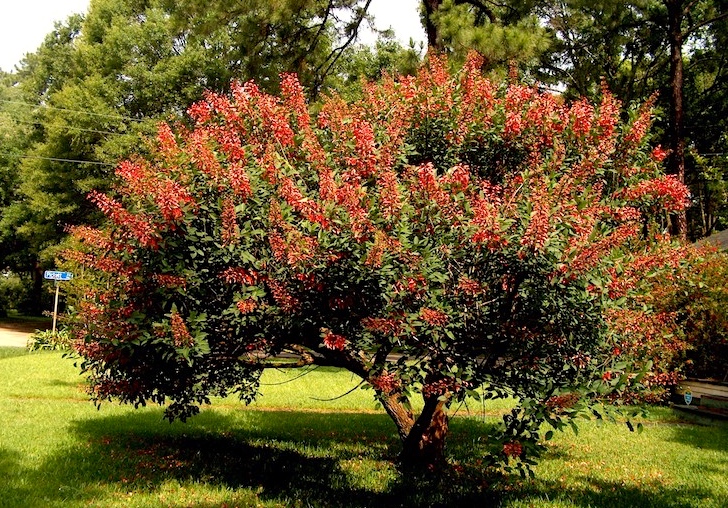 Three garden ornamentals and two trees | Arnold Zwicky's Blog