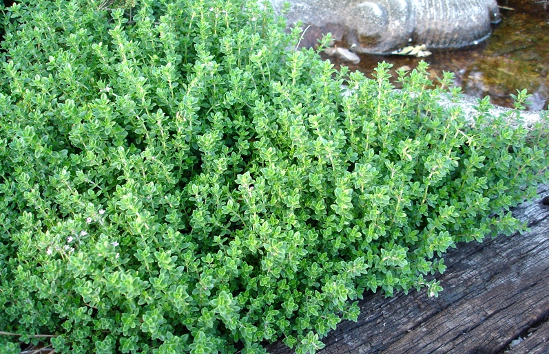 Jeepers creepers | Arnold Zwicky's Blog