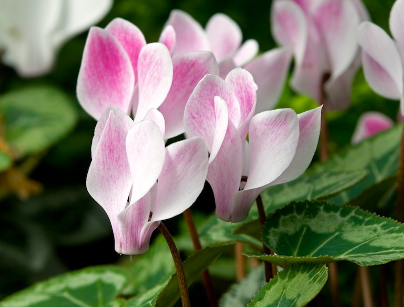 cyclamens | Arnold Zwicky's Blog
