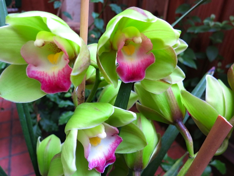 Cymbidiums | Arnold Zwicky's Blog