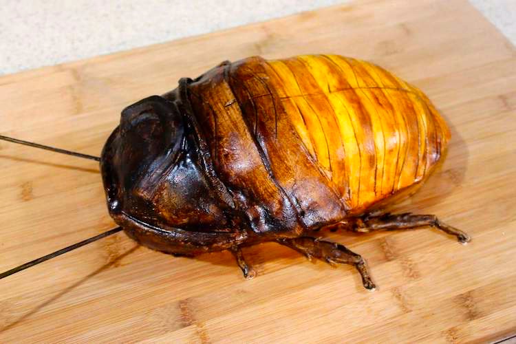 Annals of edibilia: Hissing Cockroach, Severed Genitals | Arnold Zwicky ...