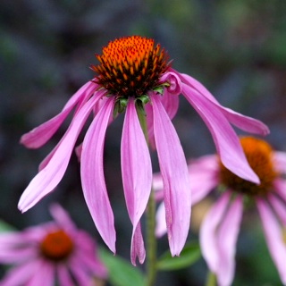 Coneflowers and Goldfinches | Arnold Zwicky's Blog