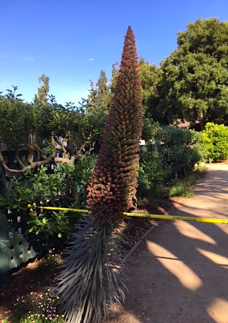 Two spectacular plants | Arnold Zwicky's Blog