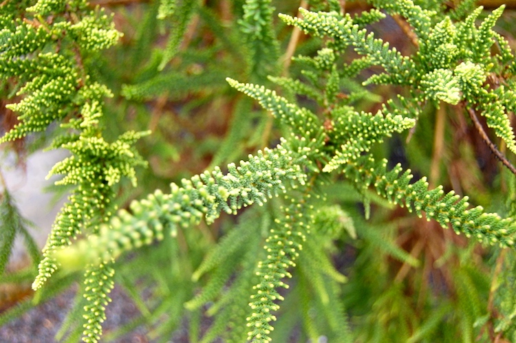 Needles and scales | Arnold Zwicky's Blog