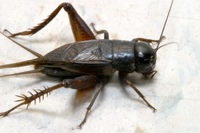 Stick insects and tree crickets | Arnold Zwicky's Blog