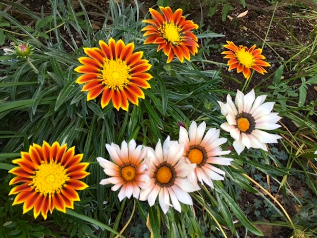 Two spectacular plants | Arnold Zwicky's Blog