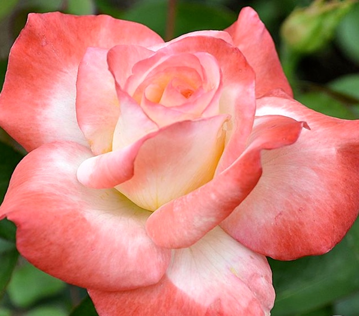 Revisiting 41: roses for remembrance | Arnold Zwicky's Blog